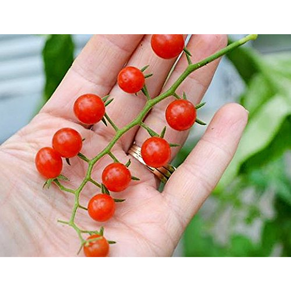 30+ Sweet Pea Currant Tomato Seeds, Heirloom Non-GMO, Extra Sweet and Heavy-Yielding, Low Acid, Indeterminate, Open-Pollinated, Long Season, Super Delicious, from USA