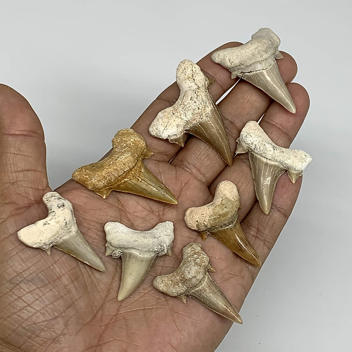 8 Pieces Lot, 47.3g, 1.1"- 1.4" Small Natural Fossilized, Fossils Fish Shark Tooth, Shark Teeth from Morocco,B12750