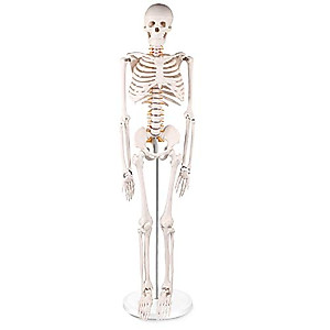 MIIRR Human Skeleton Model, 33.4" Skeleton with Removable Skull Cap, Movable Arms and Legs, Perfect for Teaching and Learning