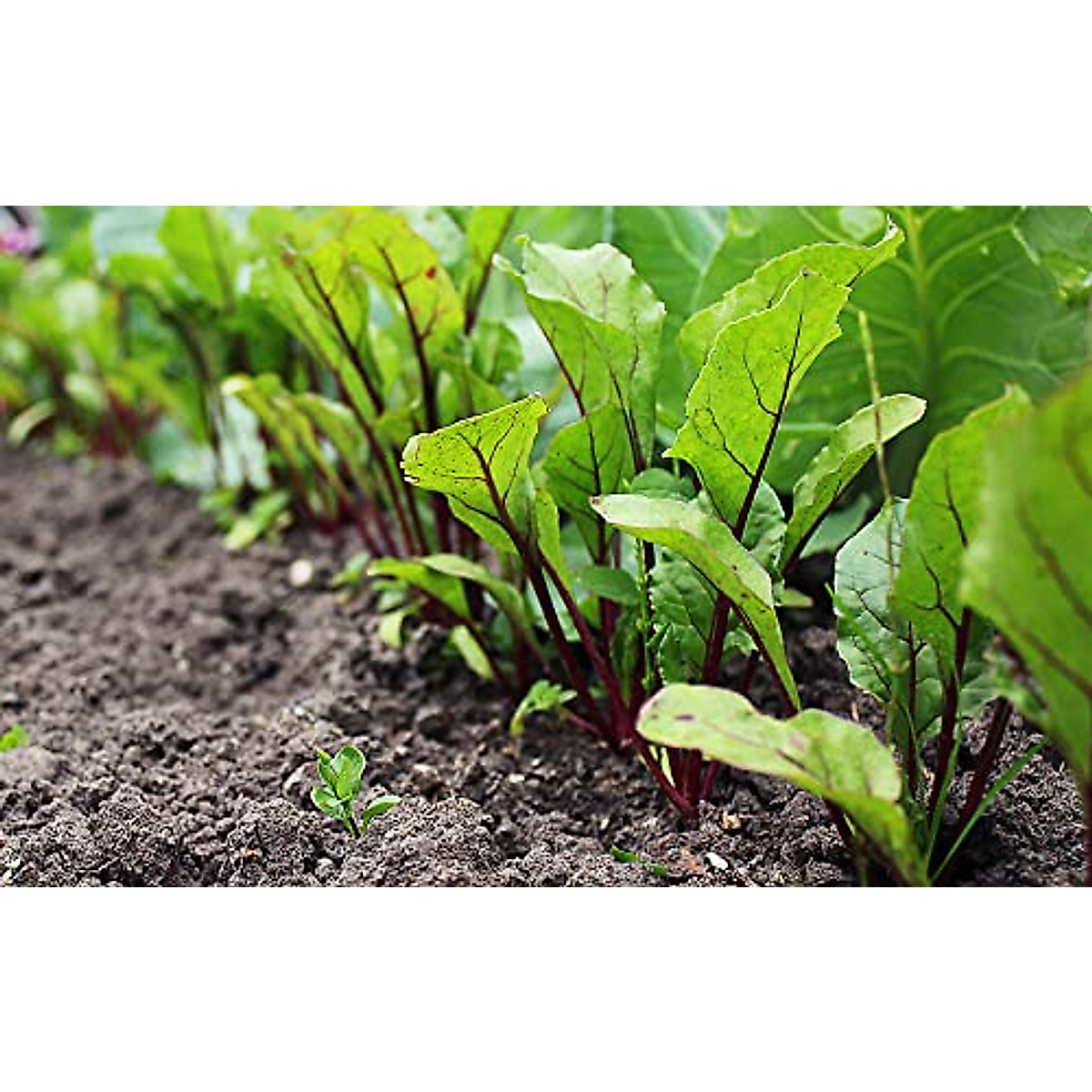 Bull's Blood Beet Seeds for Planting, 100+ Heirloom Seeds Per Packet, (Isla's Garden Seeds), Non GMO Seeds, Botanical Name: Beta vulgaris, Great Home Garden Gift