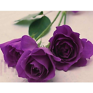 100+ Mixed Multicolored Rose Flower Seeds Perennial Flowers Rare Plants Garden Bonsai