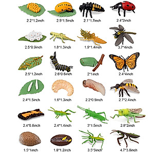 Odowalker 24PCS Life Cycle Figures,Insect Figurines Life Cycle of Monarch Butterfly,Honey Bee,Ladybug,Praying Mantis,Dragonfly,Grasshopper Safariology Bug Figures Kits Educational School Project