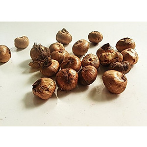 Mixed Giant Crocus - 25 Bulbs - Assorted Colors by Willard & May