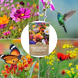 Bulk Wildflower Seeds Butterfly and Humming Bird Mix - 1/4 Pound Bag - Over 30,000 Open Pollinated Annual and Perennial Seeds
