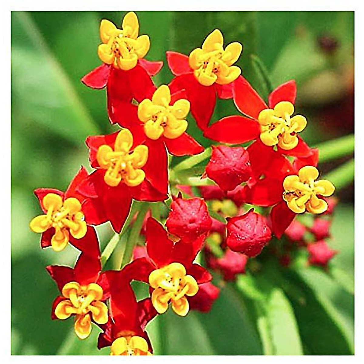 Blood Flower Milkweed Seeds - Food and Host Plant for Monarch Butterflies…