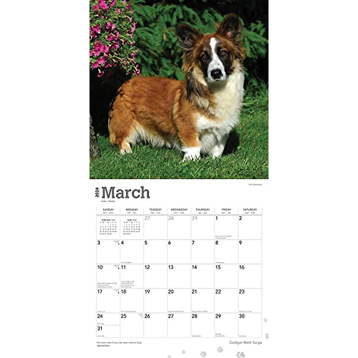 Cardigan Welsh Corgis | 2024 12 x 24 Inch Monthly Square Wall Calendar | BrownTrout | Animals Dog Breeds