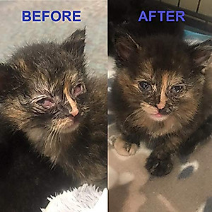 Terramycin eye ointment for cats, dogs & horses 1/8oz with Vetericyn Plus Eye Wash 3oz and OptixCare 50ct Eye Wipes Tear Stain Remover - Eye drops for infection Complete Ophthalmic Master Set