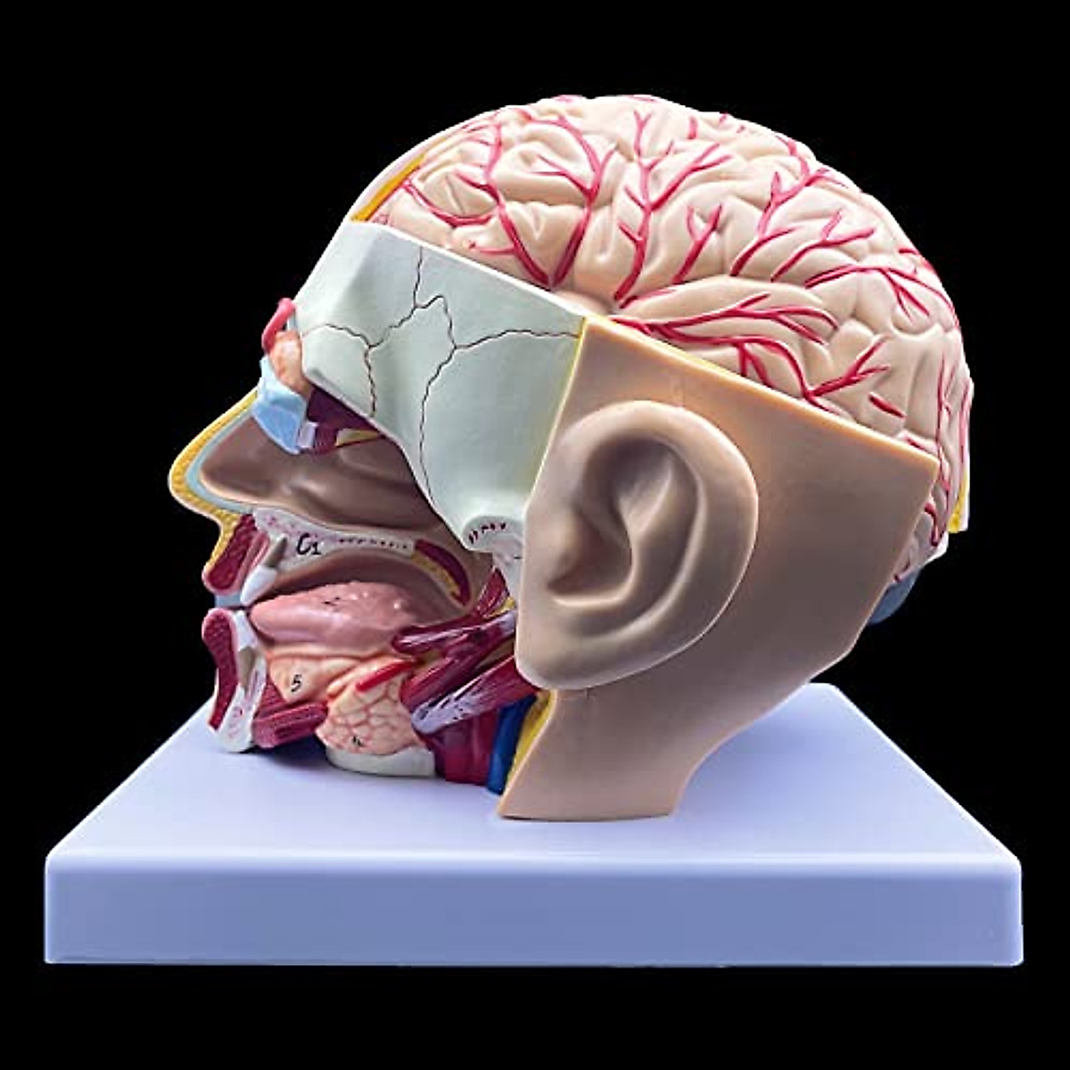 XINDAM Human Head Anatomical Model 4-Part Life-Size Head Brain Cross Section Anatomy for Science Classroom Education Study Teaching Display