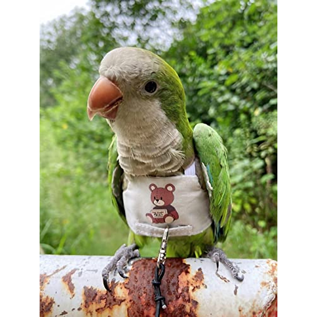 Bird Flight Harness Vest, Parrot Flight Suit with Leash for Parakeets Cockatiels, Bird Flying Clothes with Rope and Handle for Outdoor Activities Training (Bear with Leash,Medium)