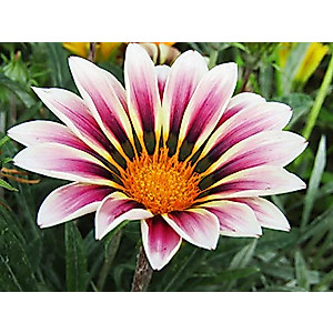 KIRA SEEDS - Treasure Flower Mix- Gazania - Annual Flowers for Planting - GMO Free
