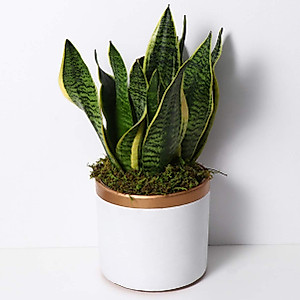 BESPORTBLE Moss Lifelike Artificial Green Moss for Flower Plant Garden Lawn Crafts Home Decoration