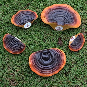 Generic Set of 5 Mushroom Shelf Wall Decor - Outdoor Wall Mounted Small Size Mushroom Rack for Reptile Shelf, Black, mgj-0324