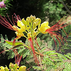 QAUZUY GARDEN 5 Mexican Bird of Paradise Seeds Yellow, Peacock Flower, Pride of Barbados, Dwarf Poinciana Seeds - Attract Pollinators - Showy Flowering Shrub Bush Tree Accent