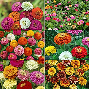 Zin Master - Zinnia Flower Seed Mix - 1 Pound - Mixed Wildflower Seeds, Attracts Bees, Attracts Butterflies, Attracts Hummingbirds, Attracts Pollinators, Easy to Grow & Maintain, Cut Flower Garden