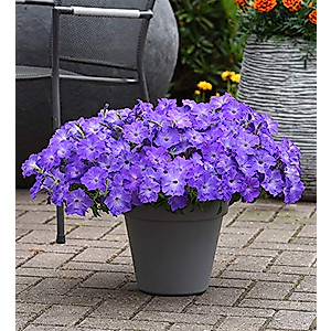 100+ Mixed Petunia Climbing Flower Seeds Plants Garden Bonsai Perennial Flowers