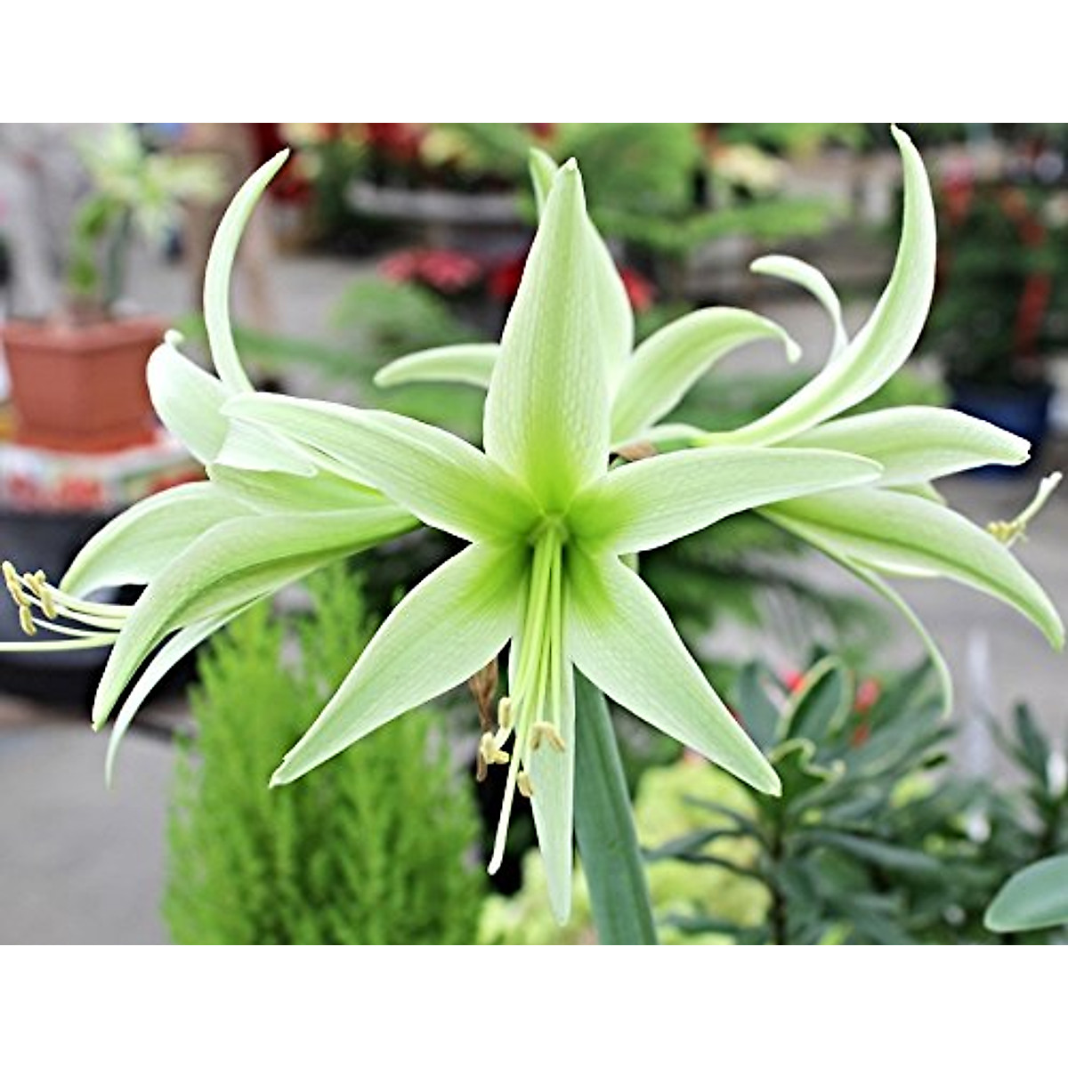 Exotic Cybister, Evergreen Amaryllis, Blooming Sized Bulb, Great as a potted plant, or specimin garden plant