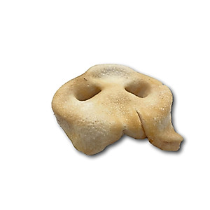 Top Dog Chews - Pig Snout Dog Treats, 12 Pack, American Made, All Natural, Long Lasting, Healthy Chews for Dogs, Perfect Training Treat for a Puppy or Small, Medium & Large Dogs (12 Pack)