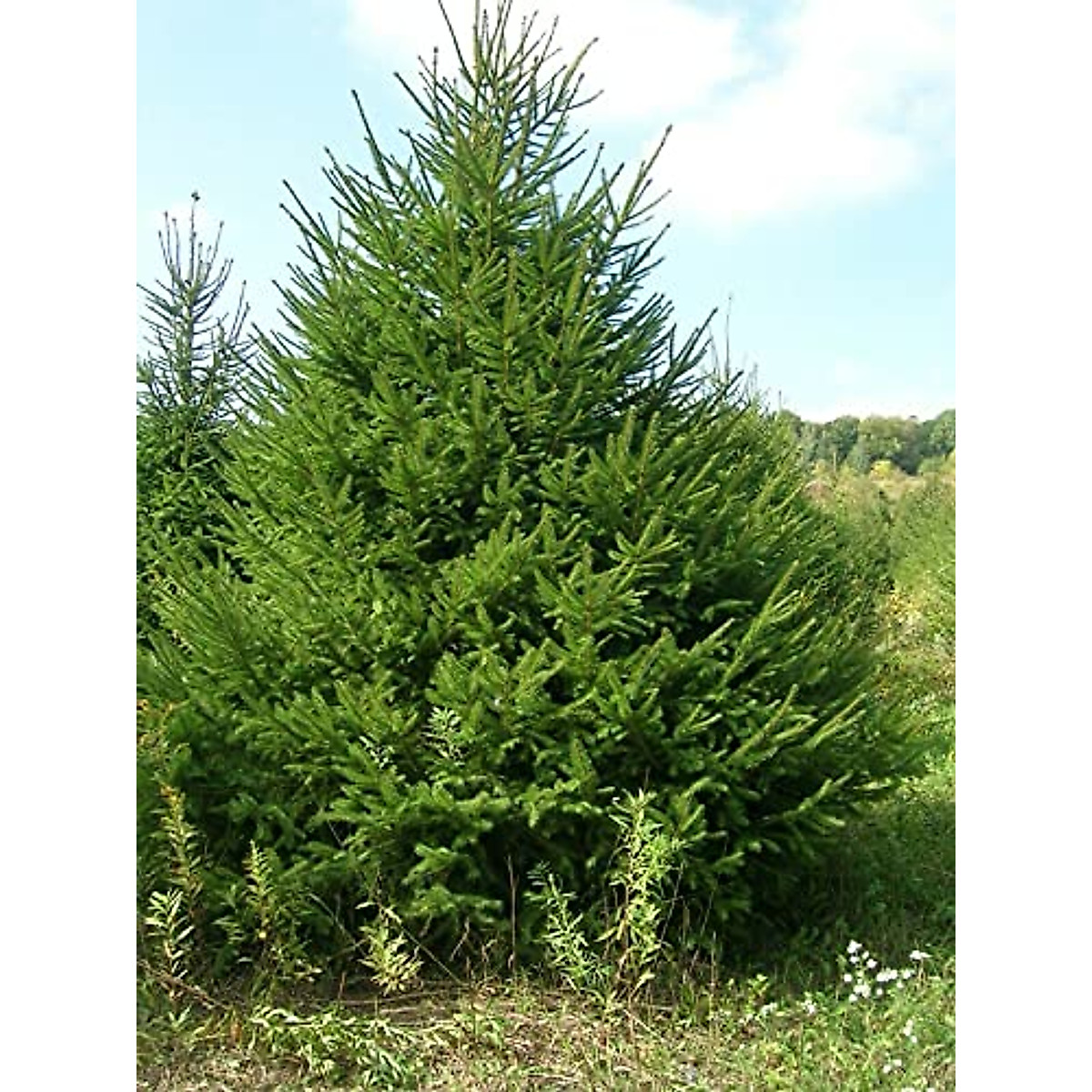 30 Seeds Norway Spruce Tree Seeds, Picea Abies, Non-GMO (Evergreen, Fast) Grown in Illinois USA