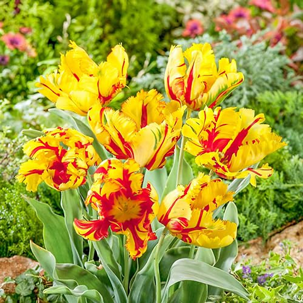 Giant Complete Spring Flower Garden | Bloom All Spring and Summer, Easy to Grow Flower Bulb, Indoor/Outdoor (50 Bulbs)