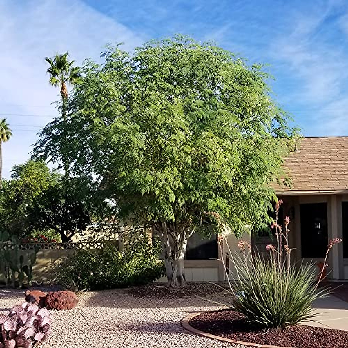 QAUZUY GARDEN 50 Moringa Plant Seeds Premium Horseradish Tree Miracle Tree Seeds - Fast-Growing & Drought Tolerant - Perennial Tropical Exotic Tree Seeds