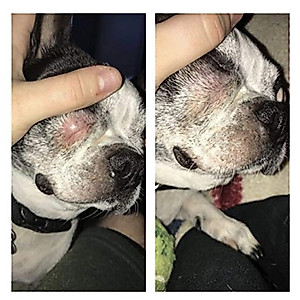 Squishface Tear Stain Paste - Cleans Dog Tear Stains - 2 Oz, Great for Long Hair Dogs Such as Poodles, Terriers and Maltese