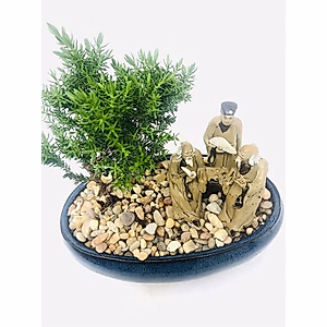 Juniper Bonsai Tree with Three Master's Reunion Ceramic Pot