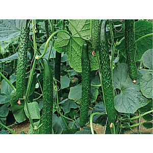 For 2024!Cucumber Seeds for Planting Vegetables and Fruits-Asian Suyo Long Cucumber Plant Seeds,Burpless Non GMO Garden Seeds Vegetable Seeds,Chinese Cucumber Seeds-11ct Veggie Seeds China Long Hybrid
