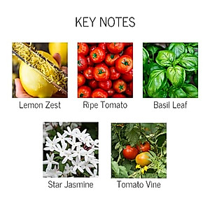 Outdoor Fellow Tomato Vine Luxury Scented Candle, 40+ Hour Burn Time, Coconut & Apricot Wax Blend, Best Smelling Luxury Tomato Candle for Home, (8oz)