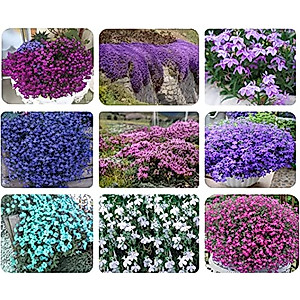 Ficoszo Mix Creeping Thyme Seeds Ground Cover for Planting, Thymus Serpyllum Heirloom Seeds for Rock Gardens, Along Borders, Fences & walkways Ornamental Flowers 1000pcs