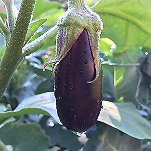 Long Purple Eggplant Garden Seeds - 1 g Packet ~200 Seeds - Non-GMO, Heirloom, Vegetable Gardening Seed - Egg Plant - Solanum melongena