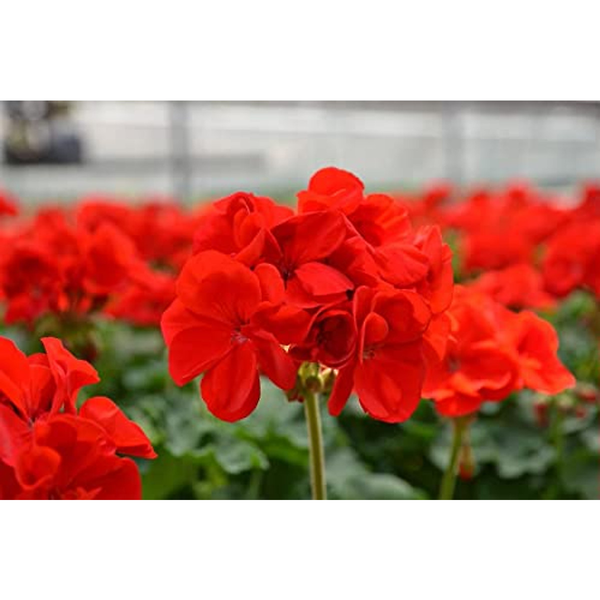 ATVADA Geranium Seeds 50Pcs for Planting Red Scented Ivy Leaf Perennial Flower Hardy Martha Washington Indoor Maverick