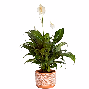 Costa Farms Peace Lily, Live Indoor Plant with Blooming Flowers Delivery, Easy to Grow Houseplant in Plant Pot, Thinking of You, Get Well Soon Gift, Room Decor, 1 Foot Tall