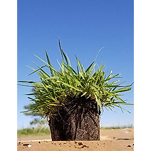 Zoysia Plugs - 100 Large Plugs, Drought Tolerant, Low Maintenance