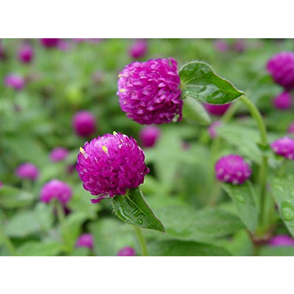 100+ Mix Globe Amaranth Gomfrena Pompom Flower Annual Outdoor Beautiful Garden