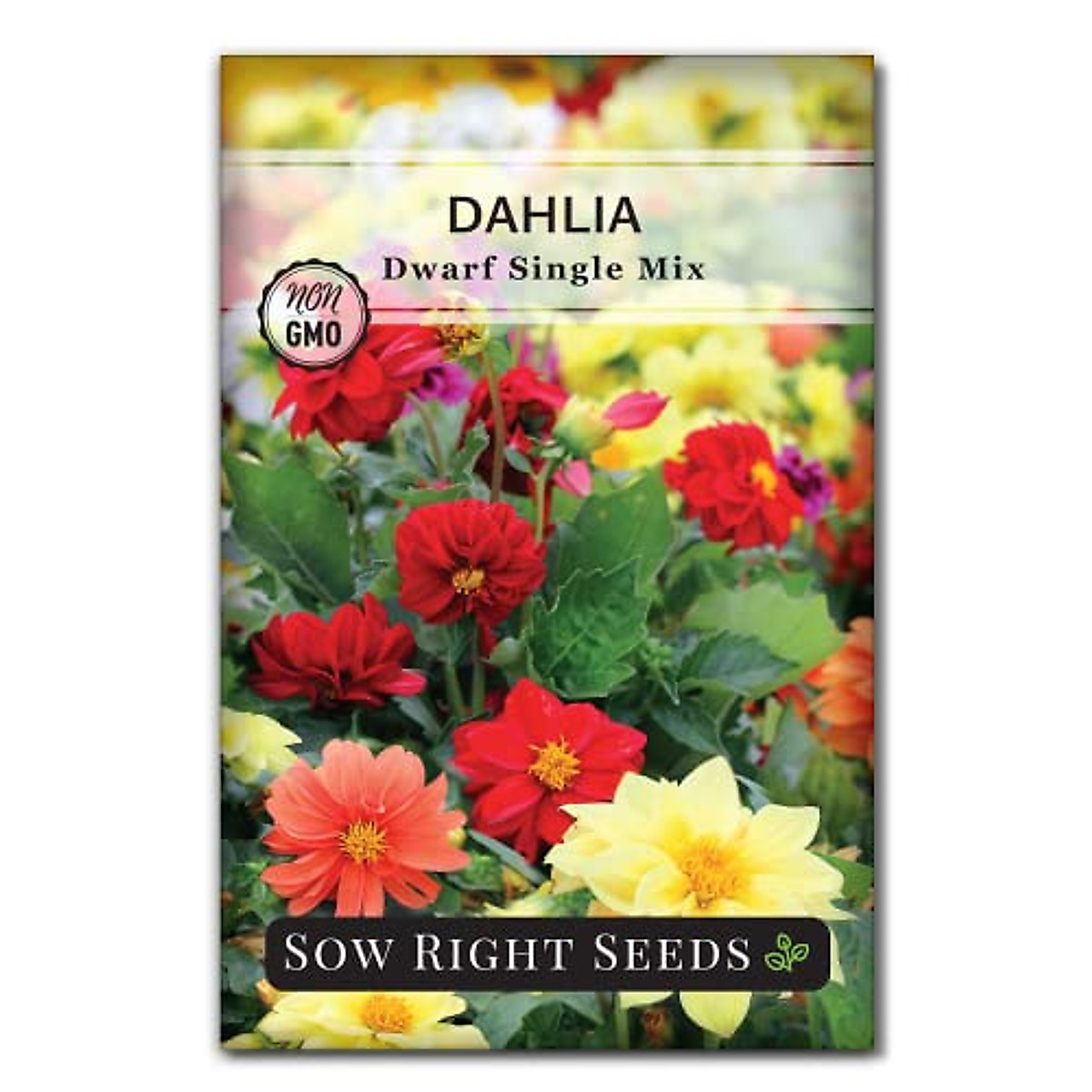 Sow Right Seeds - Dahlia Dwarf Single Mix Flower Seeds for Planting - Beautiful Flowers to Plant in Your Home Garden - Non-GMO Heirloom Seeds - Rare Mixed Colors to Attract Pollinators - Great Gift