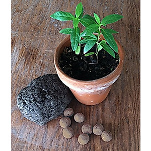Red Clay Powder for Seed Balls and Seed Bombs (1000g)
