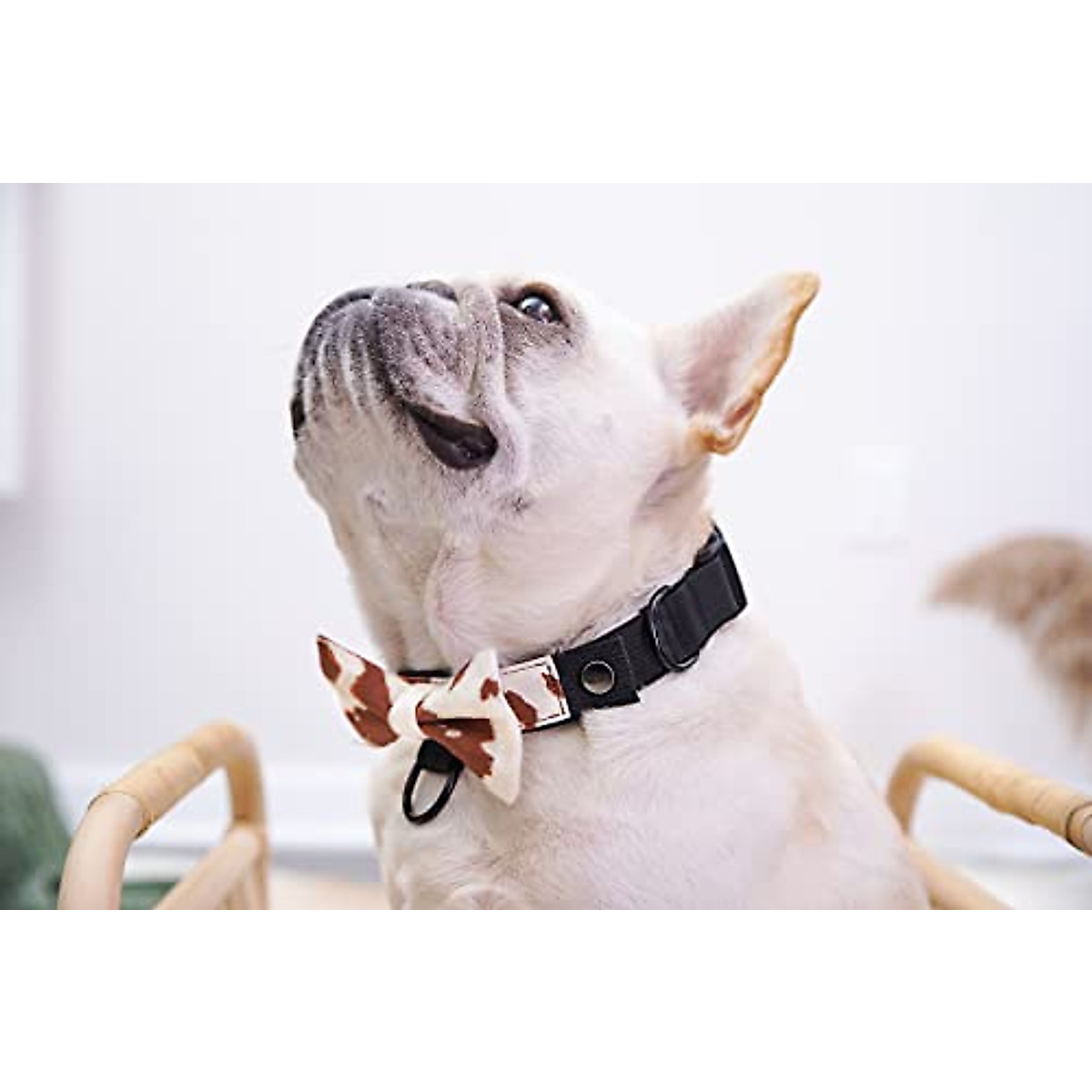 BOW Teddy - Modular Dog Collar