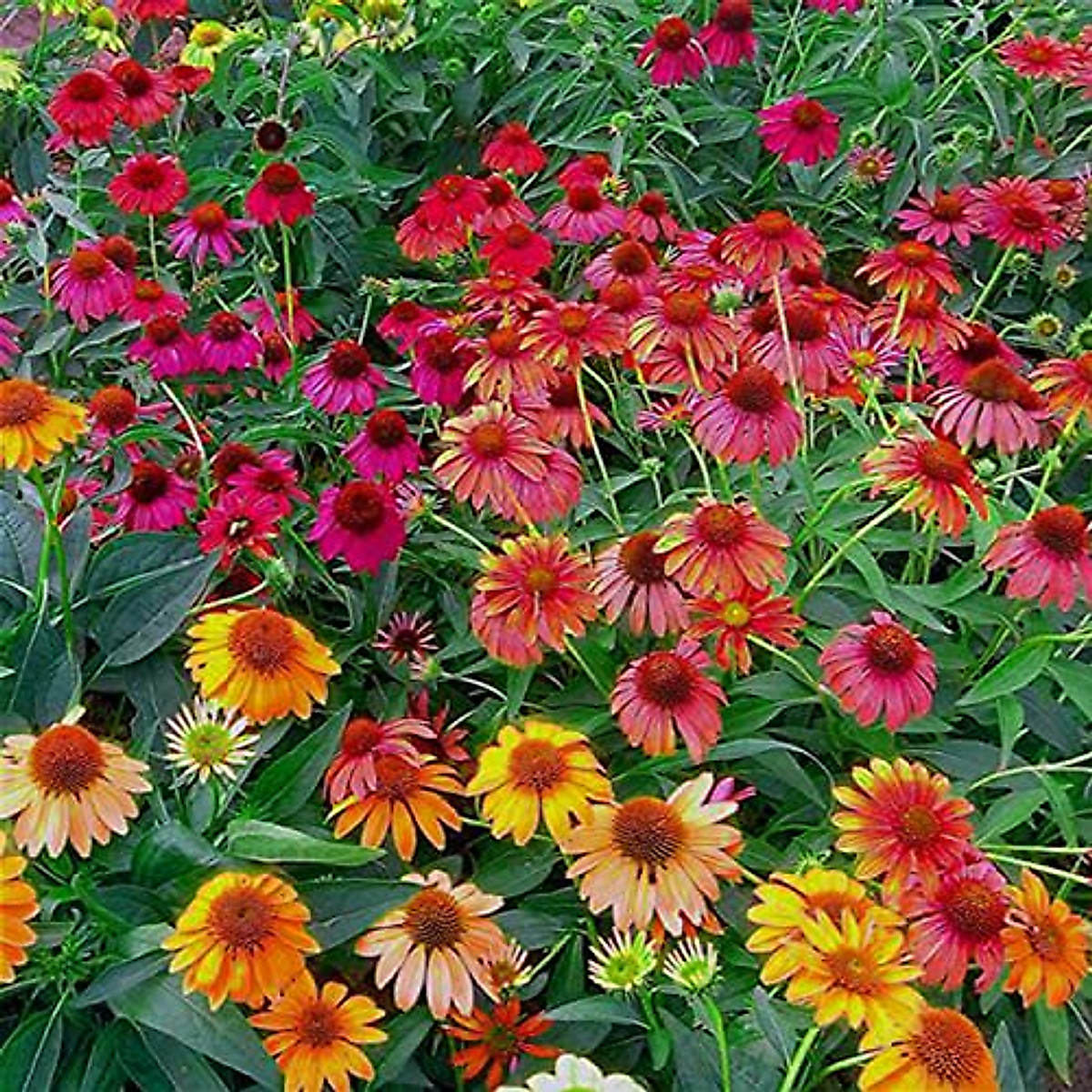 MOKALALA 100 Pcs Purple Coneflower Seeds | Non-GMO | Echinacea Seeds for Planting Home Garden