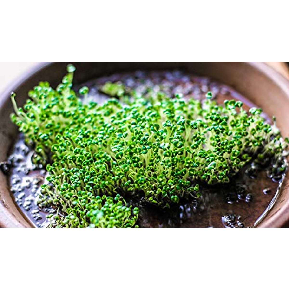 Chia Seeds for Planting, 1000+ Seeds Per Packet,Herb/Flower, (Isla's Garden Seeds), Non GMO & Heirloom Seeds, Scientific Name: Salvia hispanica, Great Gift