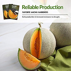 Survival Garden Seeds - Hale's Best Melon Seed for Planting - Grow Juicy Cantaloupe for Eating - Packet with Instructions to Plant in Your Home Vegetable Garden - Non-GMO Heirloom Variety