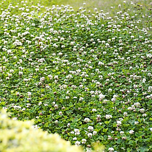 Outsidepride 1 lb. Perennial White Dutch Clover Seed for Erosion Control, Ground Cover, Lawn Alternative, Pasture, & Forage