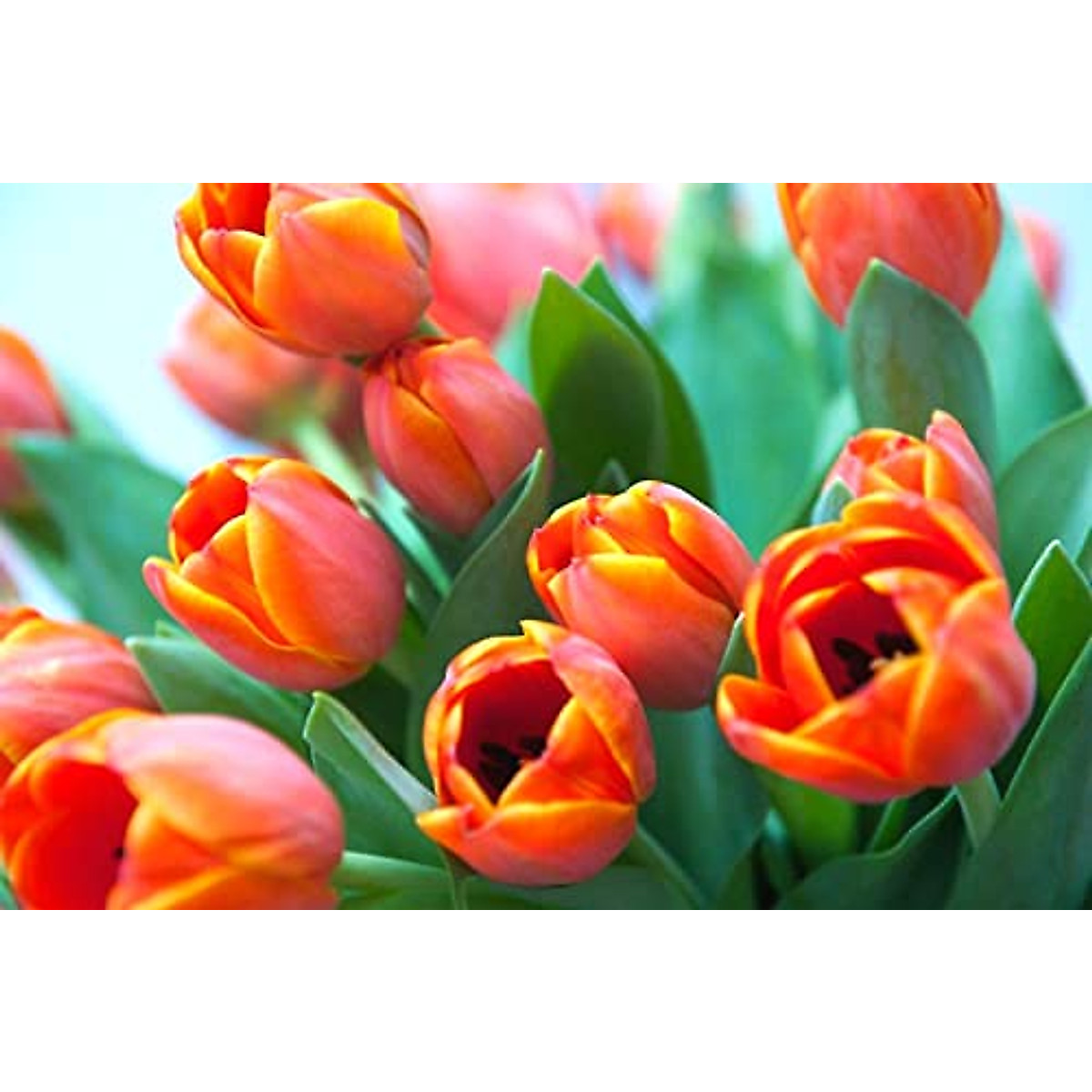 25 Orange Tulip Tubers for Planting Ornaments Perennial Garden Simple to Grow Pots Gifts