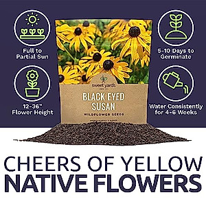 Black Eyed Susan Seeds – Extra Large Packet – Over 100,000 Open Pollinated Non-GMO Wildflower Seeds – Rudbeckia hirta