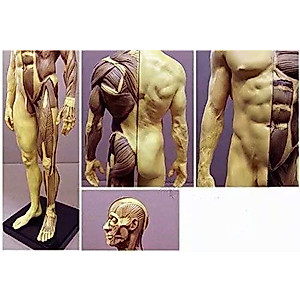 ALKITA 30CM Human Anatomical Anatomy Skull Head Body Muscle Bone Resin Model Male Golden