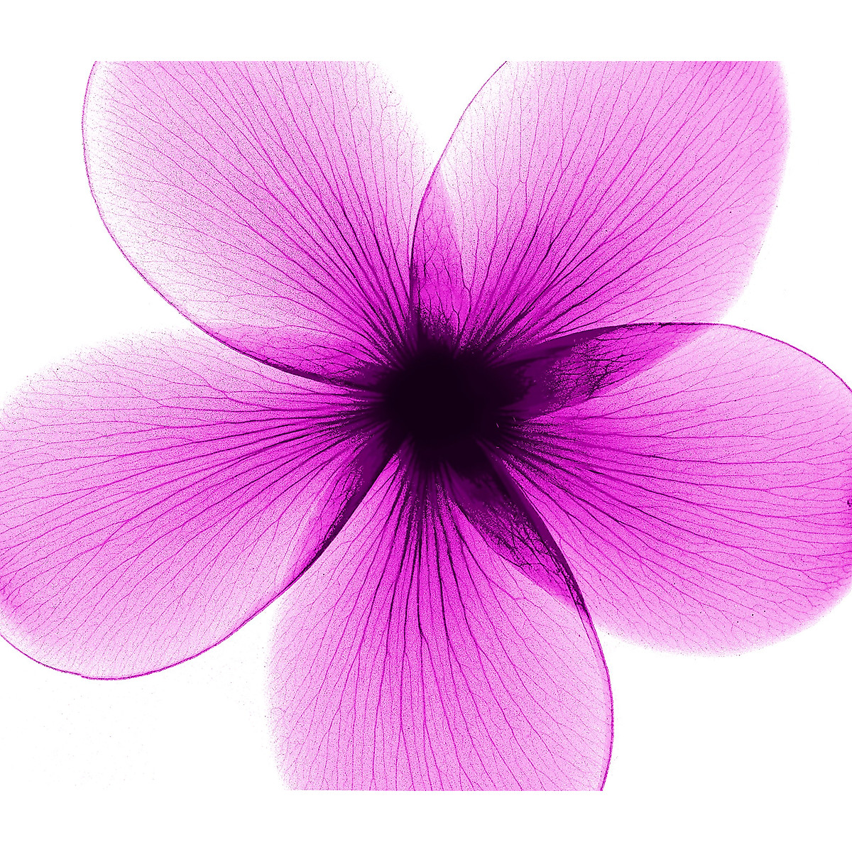 L'Oreal Paris EverPure Cleansing Balm, 16.9 fl; oz.