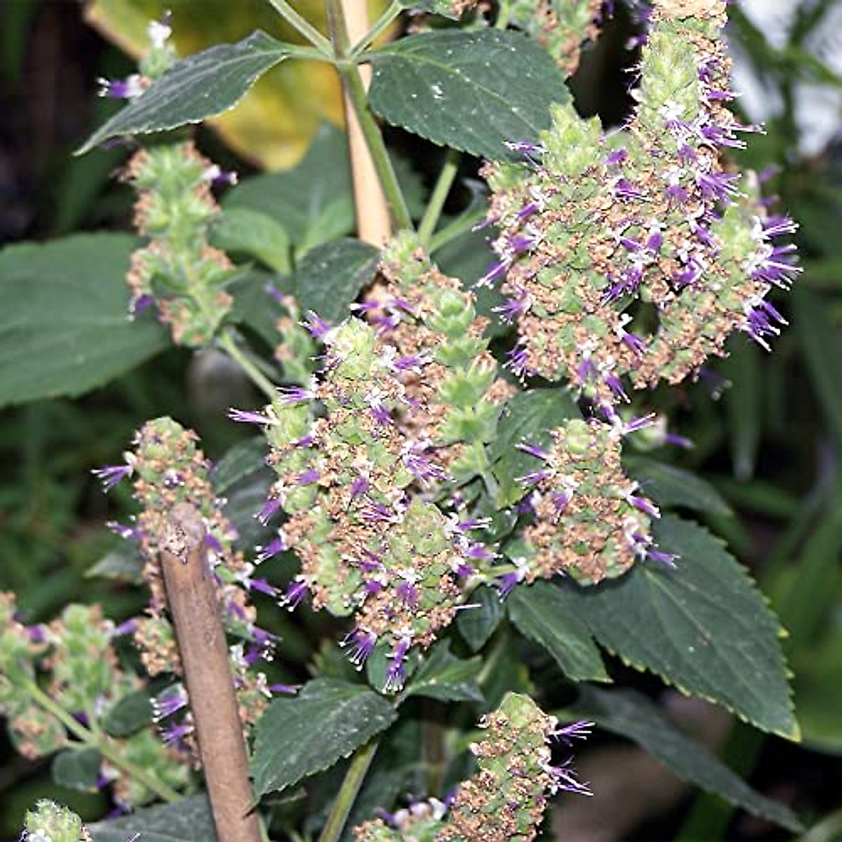 QAUZUY GARDEN 5 Seeds True Patchouli Seeds Perennial Fragrant Patchouly Pogostemon Cablin Pucha Pot Herb Shrub Bush- Non-GMO & Untreated Seeds- Easy Grow &Maintain