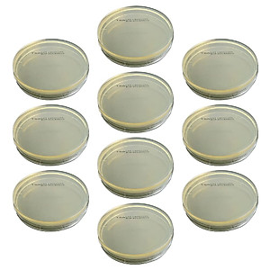 Petri Dishes with Agar, Agar Plates Prepoured Petri Dishes, 100x100mm Culture Medium Agar Plates Dextrose Agar Petri Dishes for Science Fair Projects (Pack of 10)