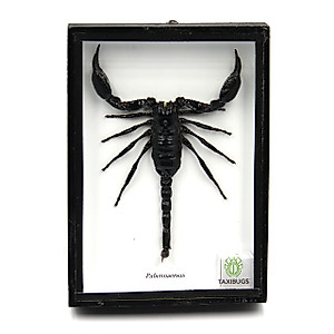 TAXIBUGS Real Exotic Poisonous Scorpion – Preserved Taxidermy Insect Bug Collection Framed in a 3D Wooden Frame as Pictured Taxidermy (Black Wooden Box)