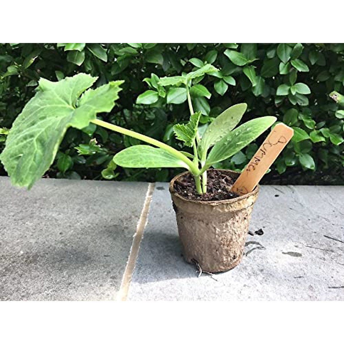 Clovers Garden Organic Recycled Paper Seed Starter Pots - 100% Biodegradable Peat-Free Pots for Seedlings - 60 (3.5" Round) Germination Pots with 24 Markers - Eco Friendly Ideal for Organic Gardening