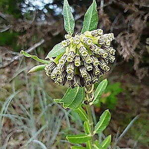 QAUZUY GARDEN 10 Green Comet Milkweed Seeds (Asclepias Viridiflora) Green-Flower Milkweed | Striking Showy Fast-Growing Perennial Flower | Attract Pollinators
